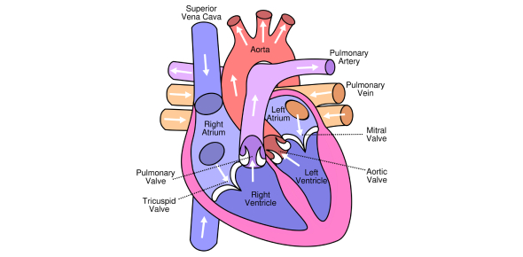 Blood Flow Through The Heart Quiz Questions And Answers ProProfs Quiz
